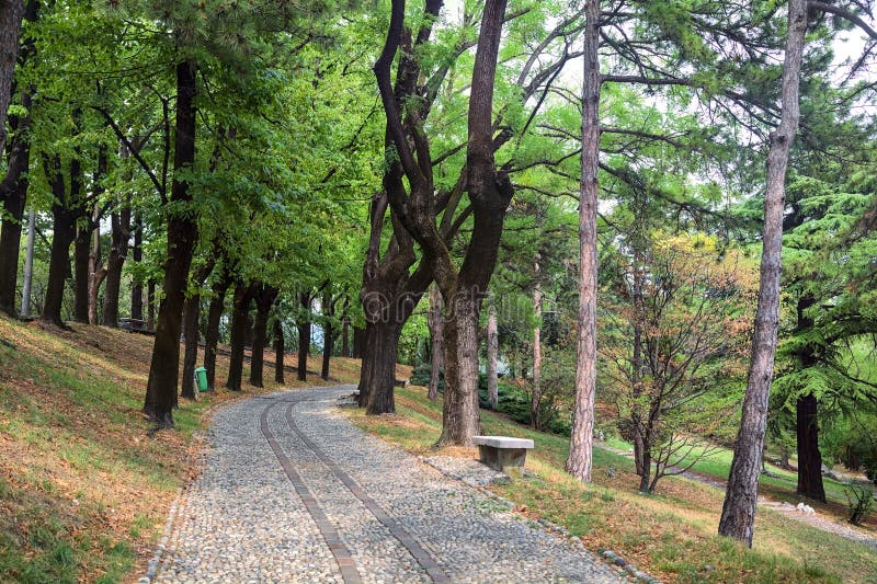 Paved Path Under the Tree Canopy of a Park with Stone Benches by Its ...