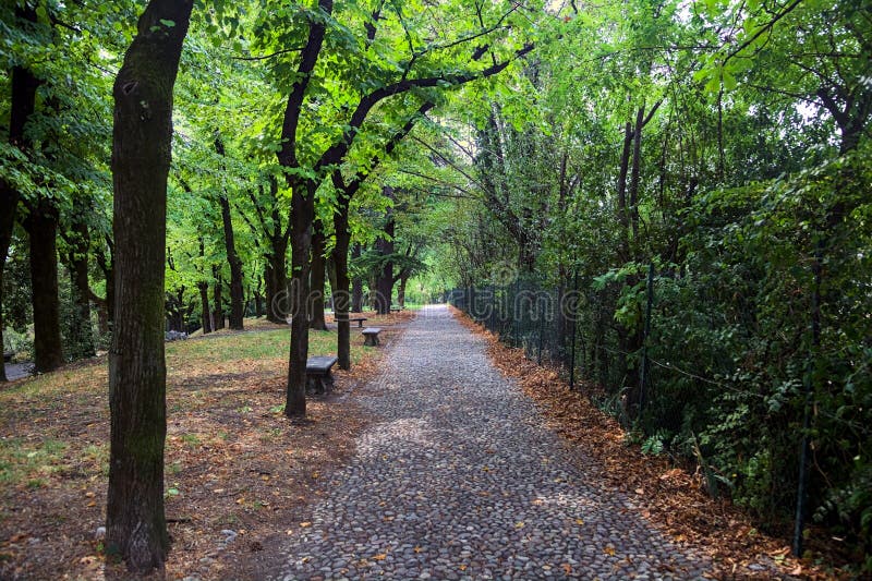 Paved Path Under the Tree Canopy of a Park with Stone Benches by Its ...