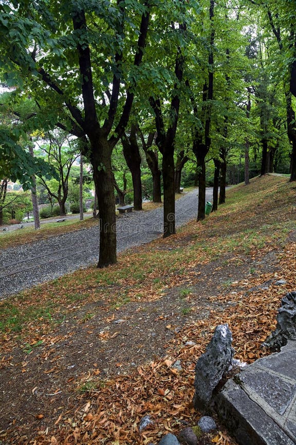 Paved Path Under the Tree Canopy of a Park with Stone Benches by Its ...