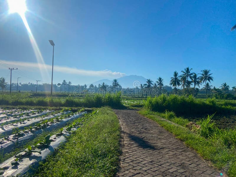 Rice Field with Blue Sky and Sun Java, Indonesia Stock Photo - Image of ...