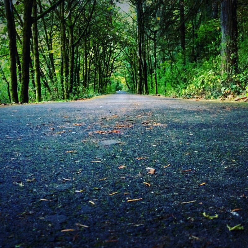 Paved pedestrian trail stock image. Image of paved, woods - 60833055