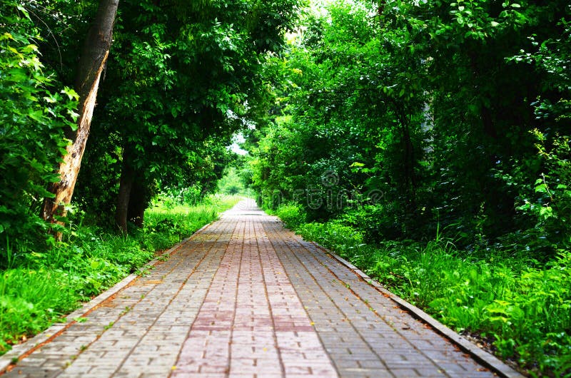 Paved Road Backdrop with Green Trees Stock Image - Image of spring ...