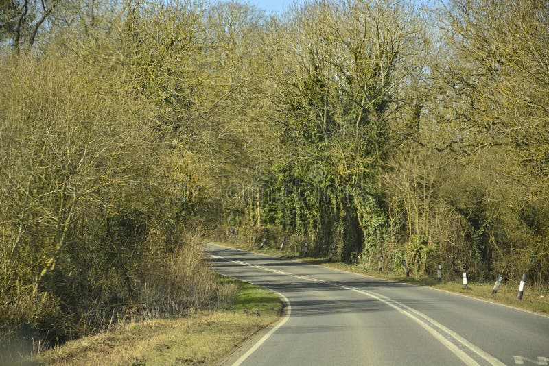 A paved road through trees stock photo. Image of sunny - 124877006