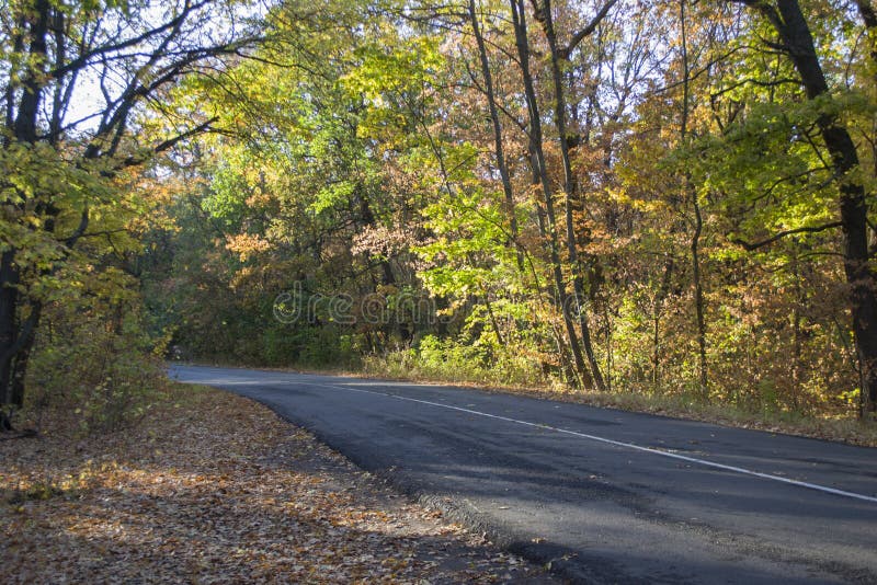 Paved Road Going into the Distance in the Winter Forest Stock Image ...