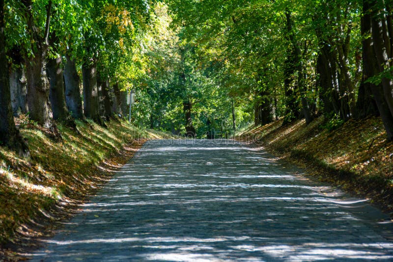 Paved Road between Green Trees Stock Image - Image of path, stones ...