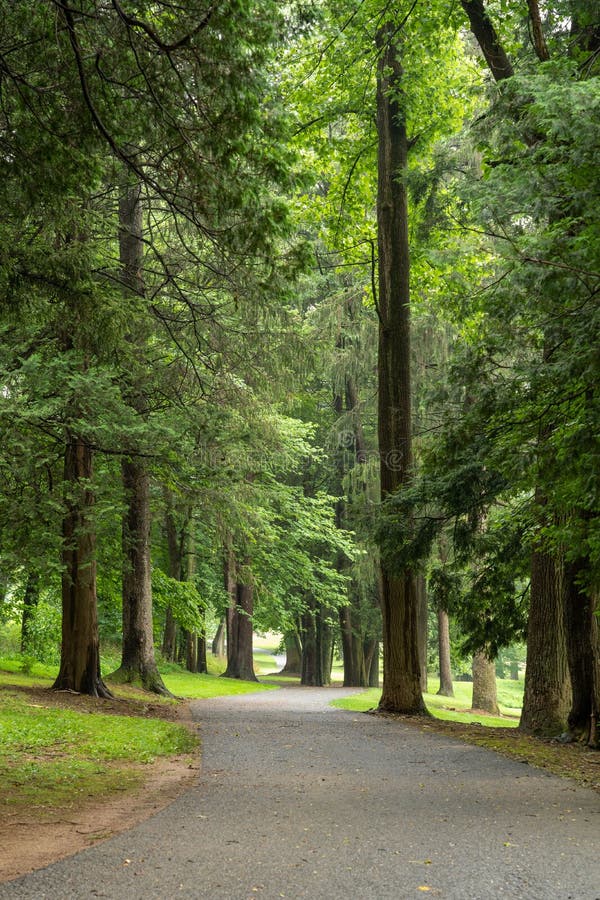 Road Lined with Trees stock image. Image of paved, summer - 223186249