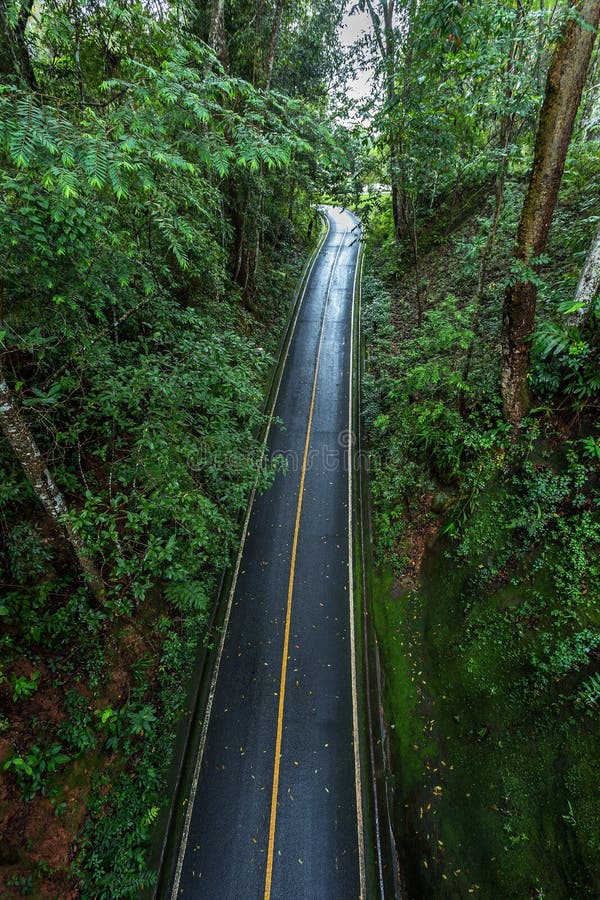 Paved Road in the Rainforest Stock Image - Image of landscape, nature ...