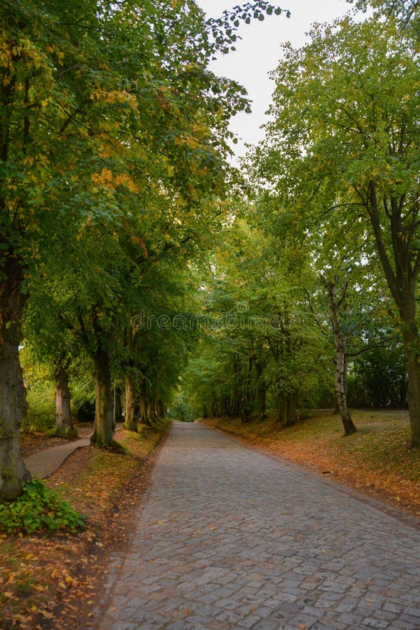 Paved road between trees stock image. Image of sunshine - 267609601