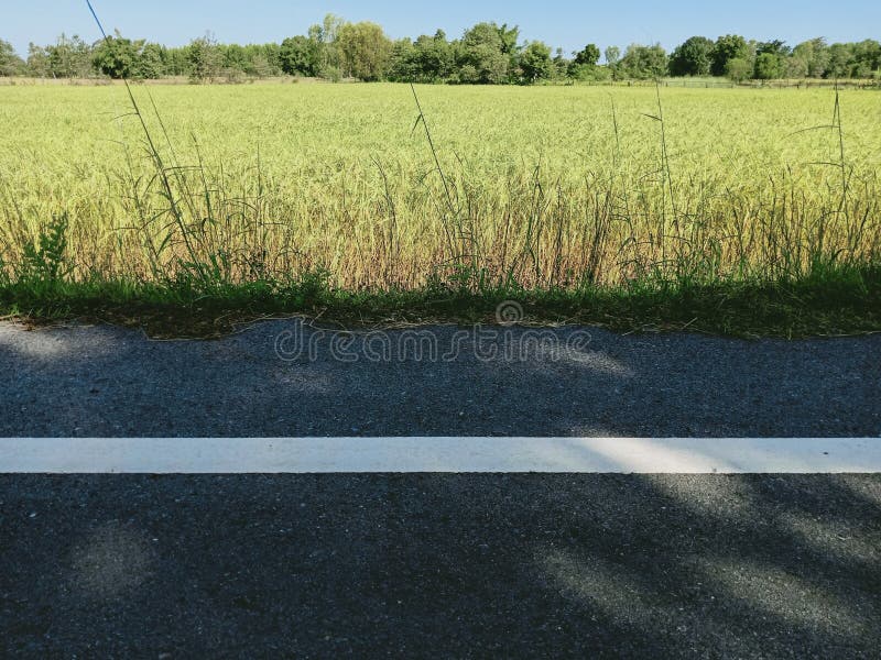 Paved Roads and Rice Fields Stock Photo - Image of asphalt, panorama ...