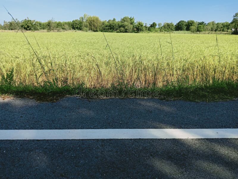 Paved Roads and Rice Fields Stock Image - Image of horizon, highway ...