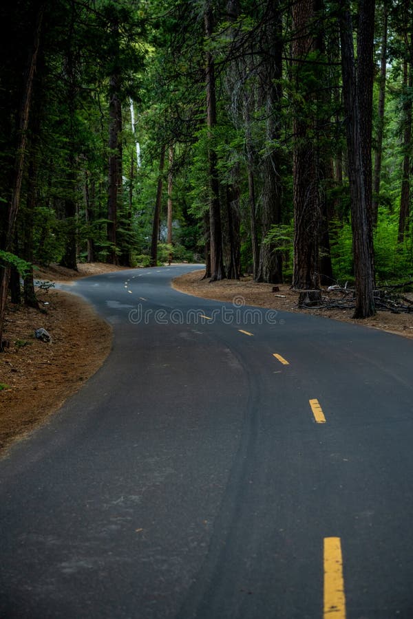 Paved S Curve through Thick Pine Forest Stock Photo - Image of closed ...