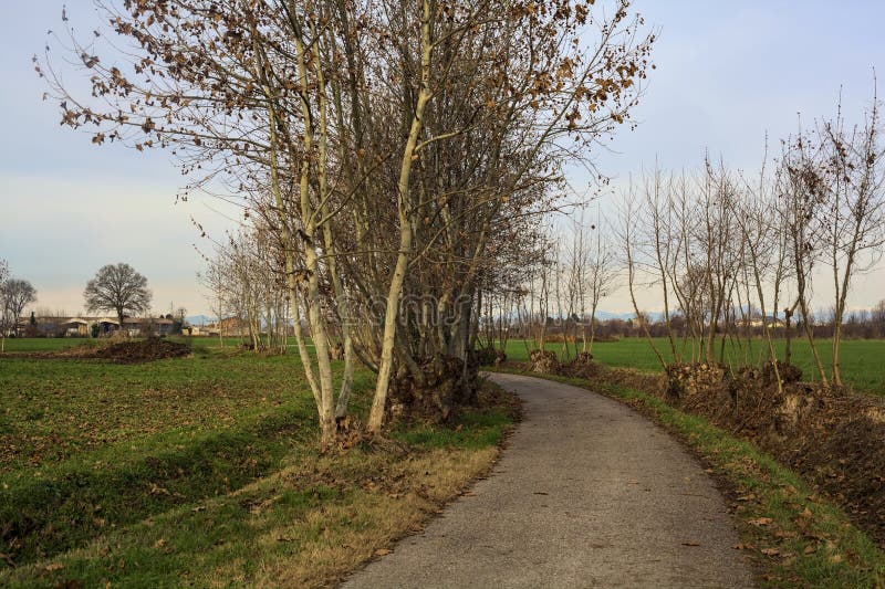 Paved Trail Bordered by Bare Trees between Fields in the Italian ...