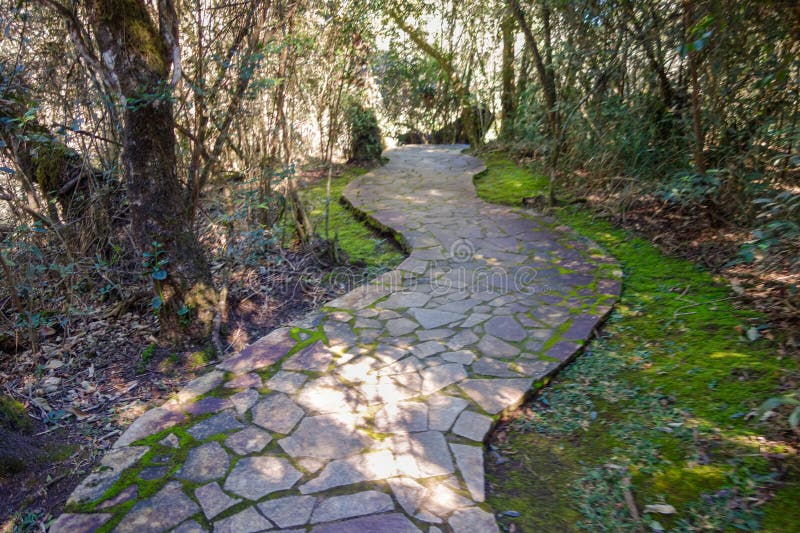 Paved trail on the forest stock image. Image of paved - 322089957