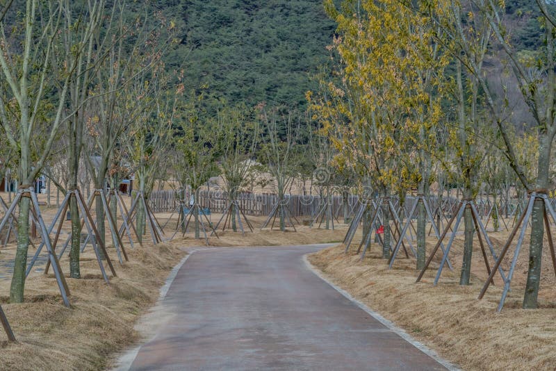 Paved Walking Trail Lined with Young Trees Stock Photo - Image of ...