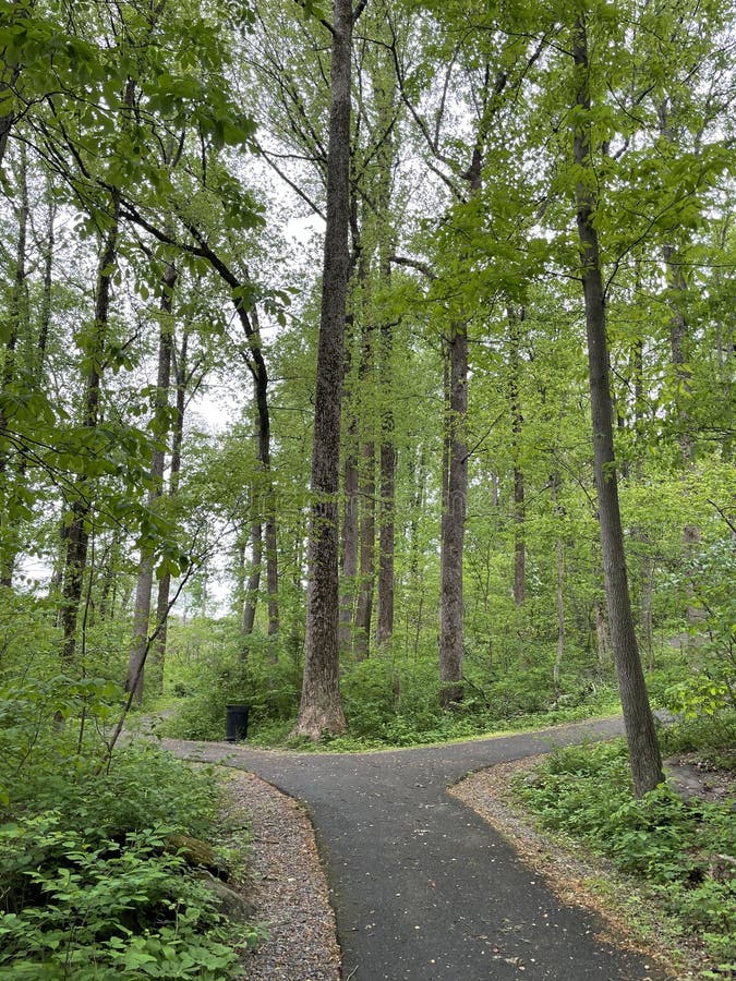 The Diverging Pathways of the Forest Stock Photo - Image of walkway ...