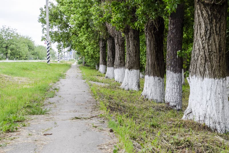 Pavement Along Large Trees with Whitewashed Trunks. Stock Photo - Image ...