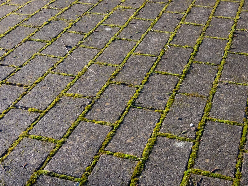 Pavement with Green Moss Growing in Spaces between All Bricks. Moss ...