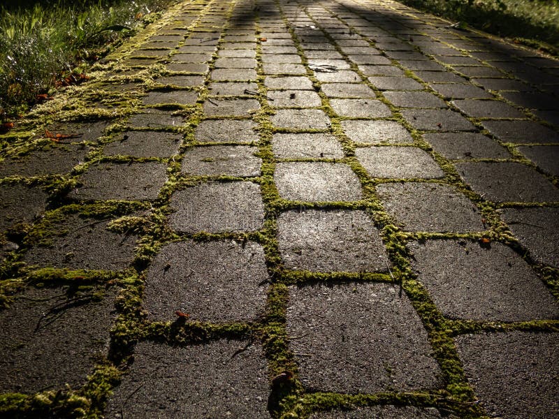 Pavement with Green Moss Growing in Spaces between All Bricks. Moss ...