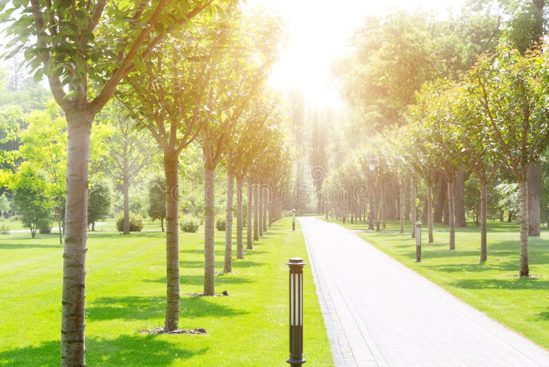 Pavement in the park stock photo. Image of alley, path - 55957688