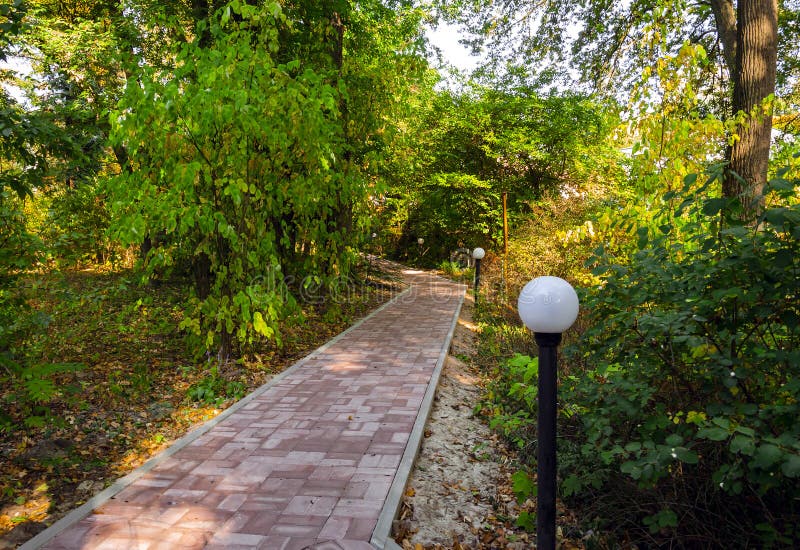 Pavement Road in Autumn Bright Forest Stock Photo - Image of nature ...