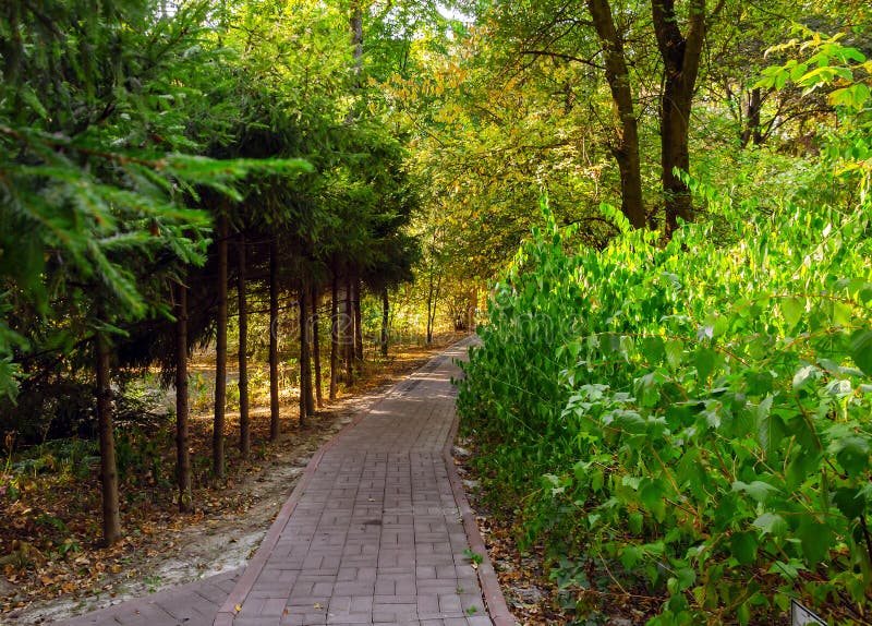 Pavement Road in Autumn Bright Forest Stock Image - Image of landscape ...