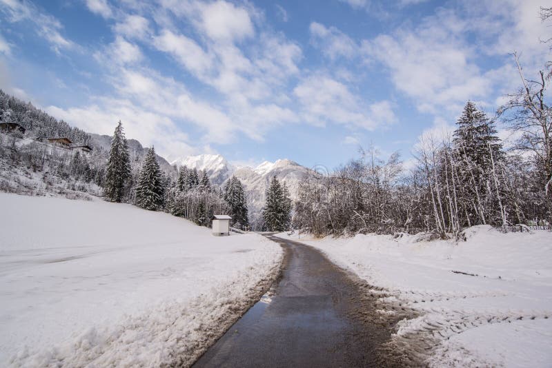 Pavement Road Surrounded by Snow and Pine Trees Stock Image - Image of ...