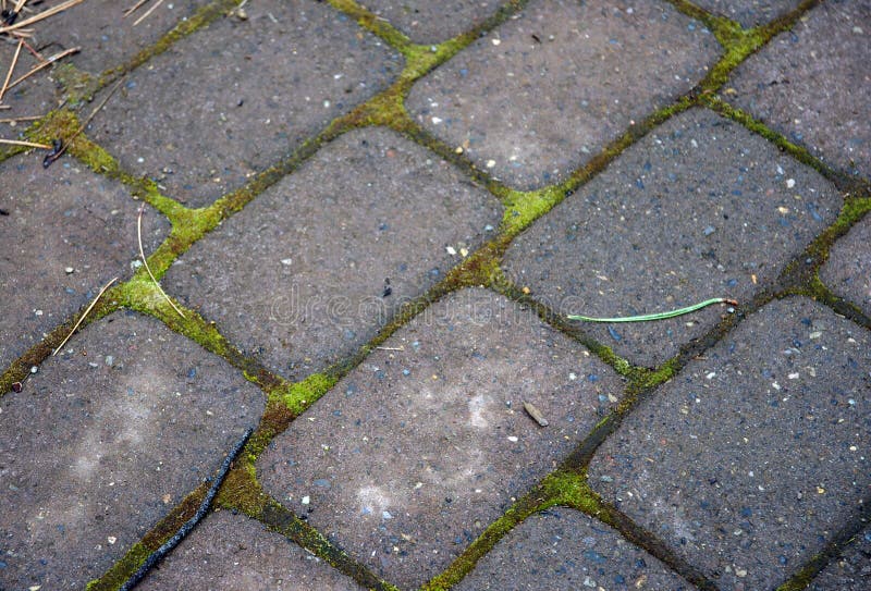 Pavers with moss stock photo. Image of looking, stones - 84623054