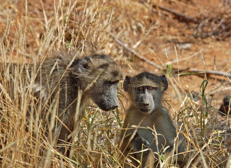 Albern Sie Chacma-Pavian-Familien-, Afrika-Safariwild Lebende Tiere Und ...