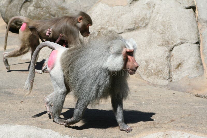 Pavian stockfoto. Bild von singapur, schnauze, affe, pavian - 976160