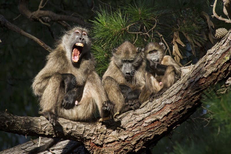 Paviane stockbild. Bild von wild, afrikanisch, tier, mutter - 18656161