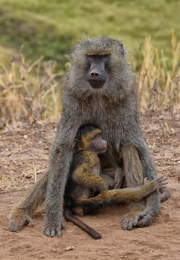 Pavian - Nationalpark Tarangire - Reserve Der Wild Lebenden Tiere In ...
