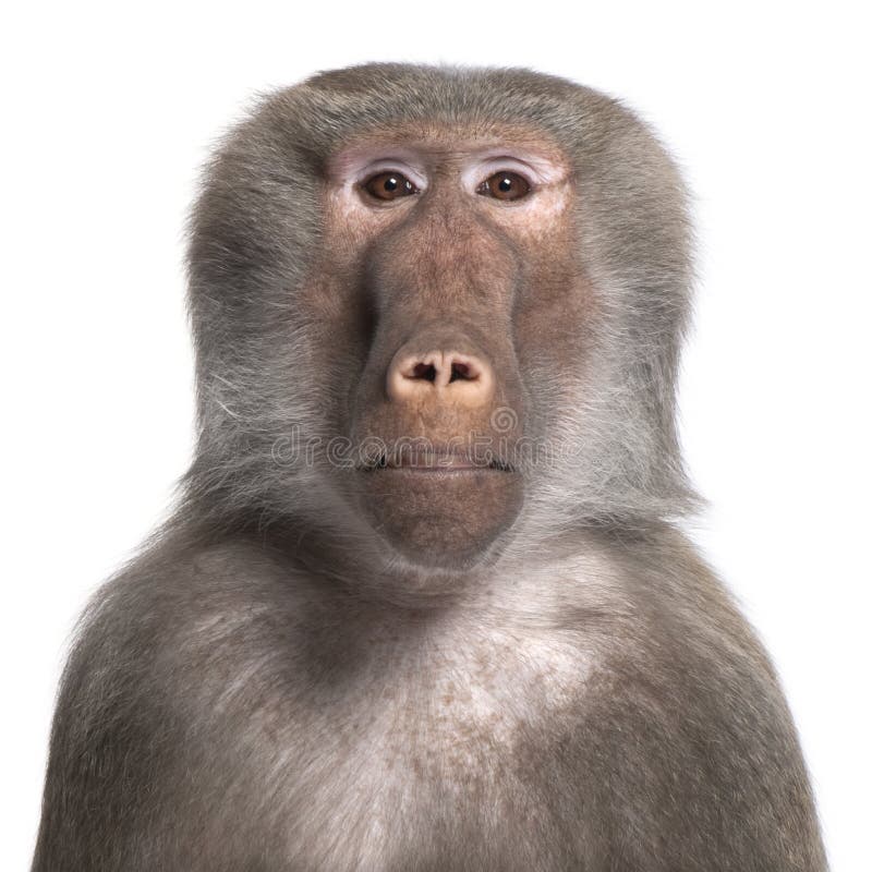 Nahaufnahme Auf Dem Kopf Eines Pavians - Simia Hamadryas Stockbild ...