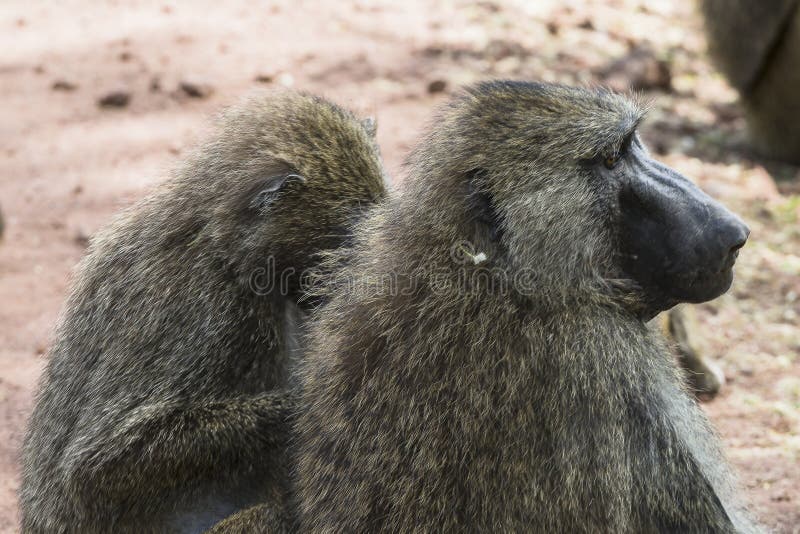 Pavian - Tanzania, Afrika stockbild. Bild von tansania - 26294397