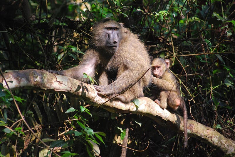 Paviane stockbild. Bild von wild, afrikanisch, tier, mutter - 18656161