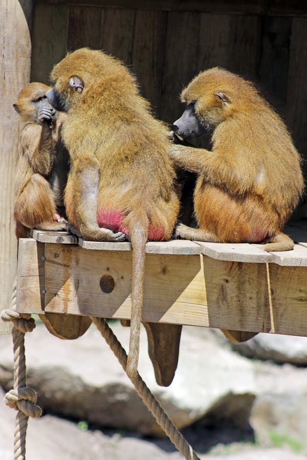 Paviane stockfoto. Bild von schätzchen, mutter, affe - 39399170
