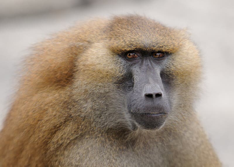 Babuin-Porträt stockbild. Bild von safari, wekzeugspritze - 648417