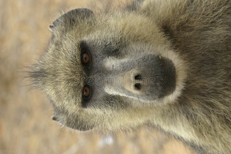 Babuin-Porträt stockbild. Bild von safari, wekzeugspritze - 648417