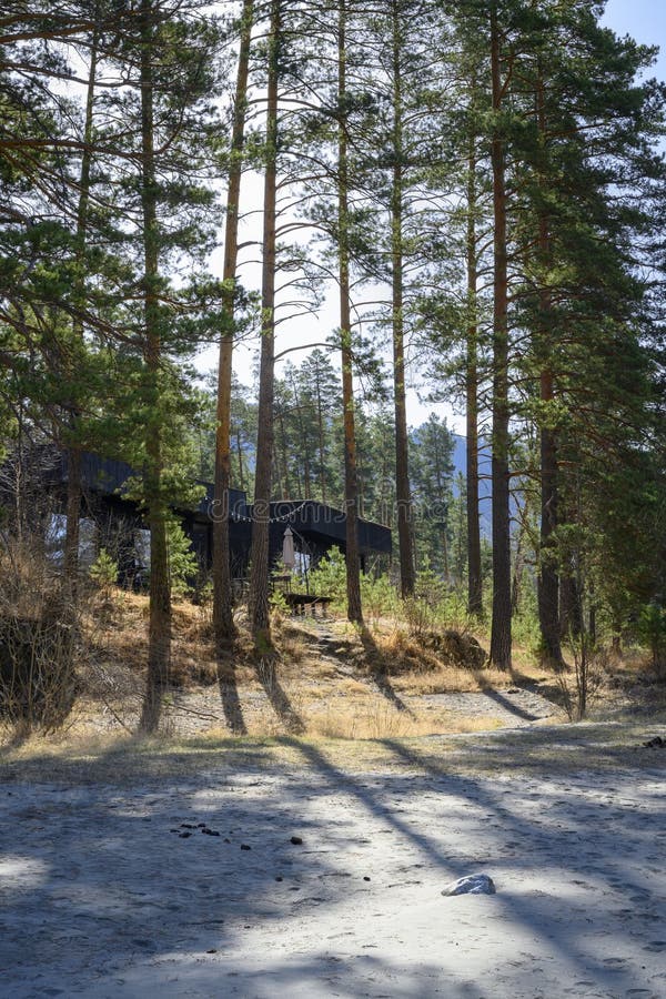 A Pavilion Deep in the Forest with Pine Trees Casting Long Shadows in ...