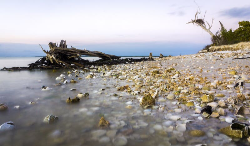 Pavilion Key Beach stock photo. Image of nest, sand, drift - 65264888