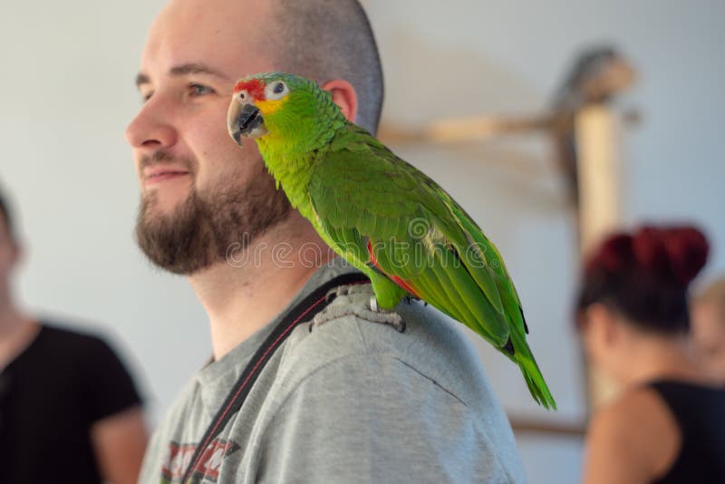 Exhibition of Carmen Parrots Polska Katowice 2018.07.21 Editorial Photo ...