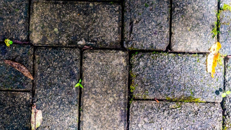 Paving Block with Autumn Leaves As Background Stock Photo - Image of ...