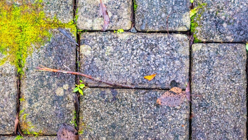 Paving Block with Autumn Leaves As Background Stock Image - Image of ...