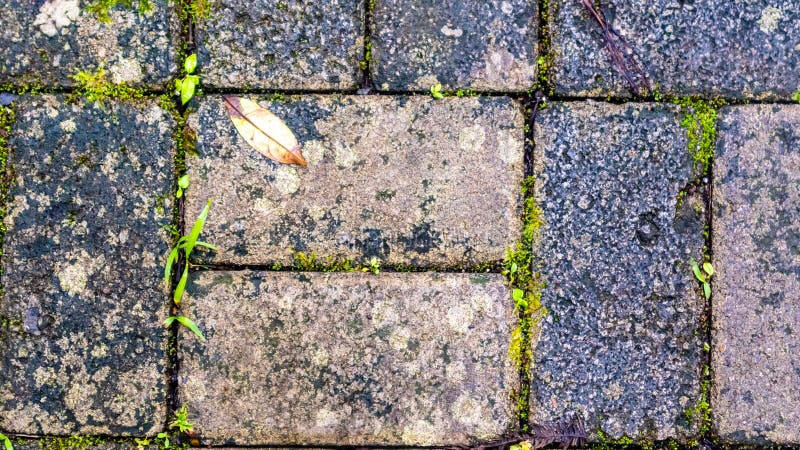 Paving Block with Autumn Leaves As Background Stock Image - Image of ...