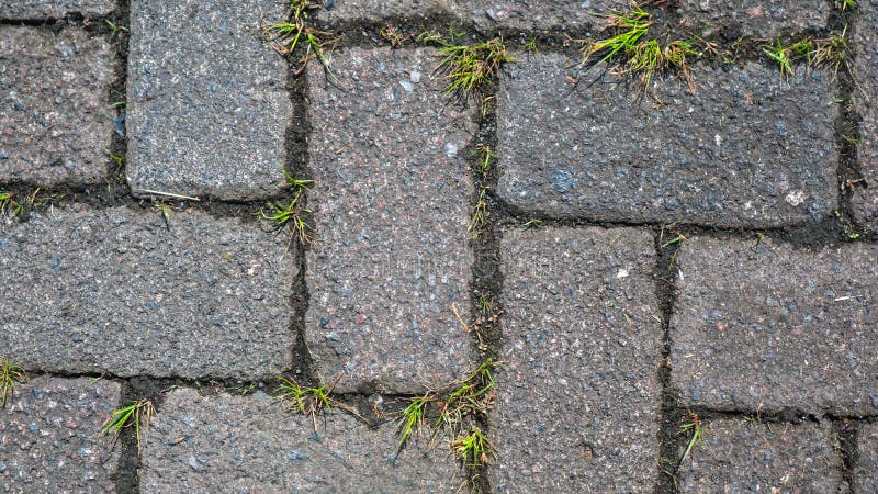 Paving Block Texture with Weeds in the Gaps As Background Stock Photo ...