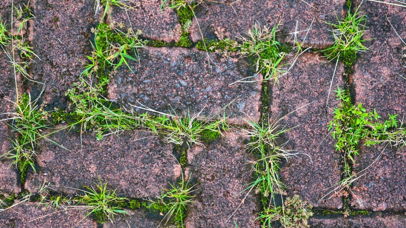 Paving Block Texture with Weeds in the Gaps As Background Stock Photo ...