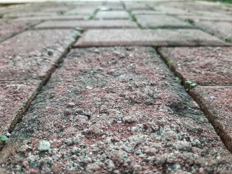 Paving Blocks Covered in Cement and Mold Stock Photo - Image of ...
