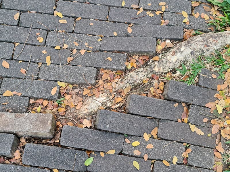 Tree Roots Damage Concrete Stock Photos - Free & Royalty-Free Stock ...