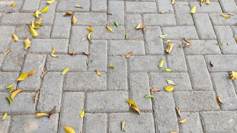 Paving Blocks are Regulated in the Herringbone Pattern. Yellow Leaves ...