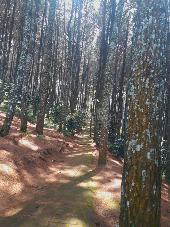 Paving Paths for Pedestrians are Installed in Protected Forest between ...