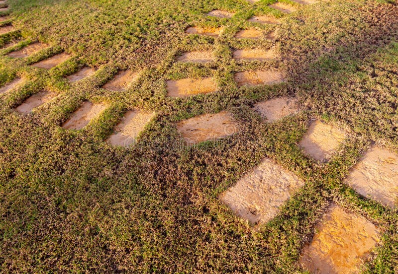 Paving Slabs on the Lawn As a Background. Stock Photo - Image of ...
